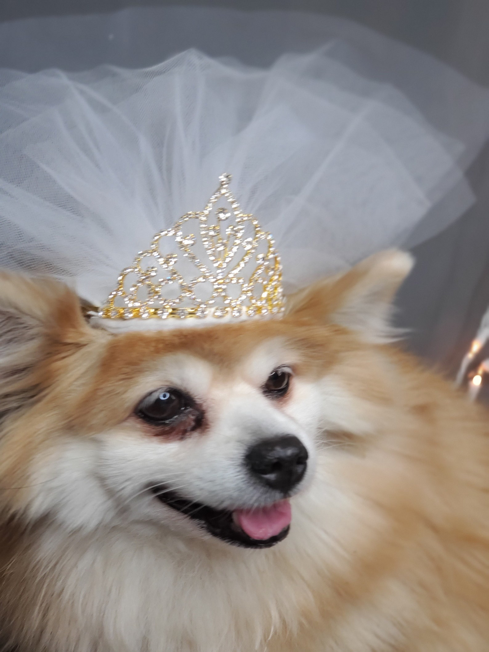 Small pet Veil /Veil for pet/ Cute bridal veil with white | Etsy