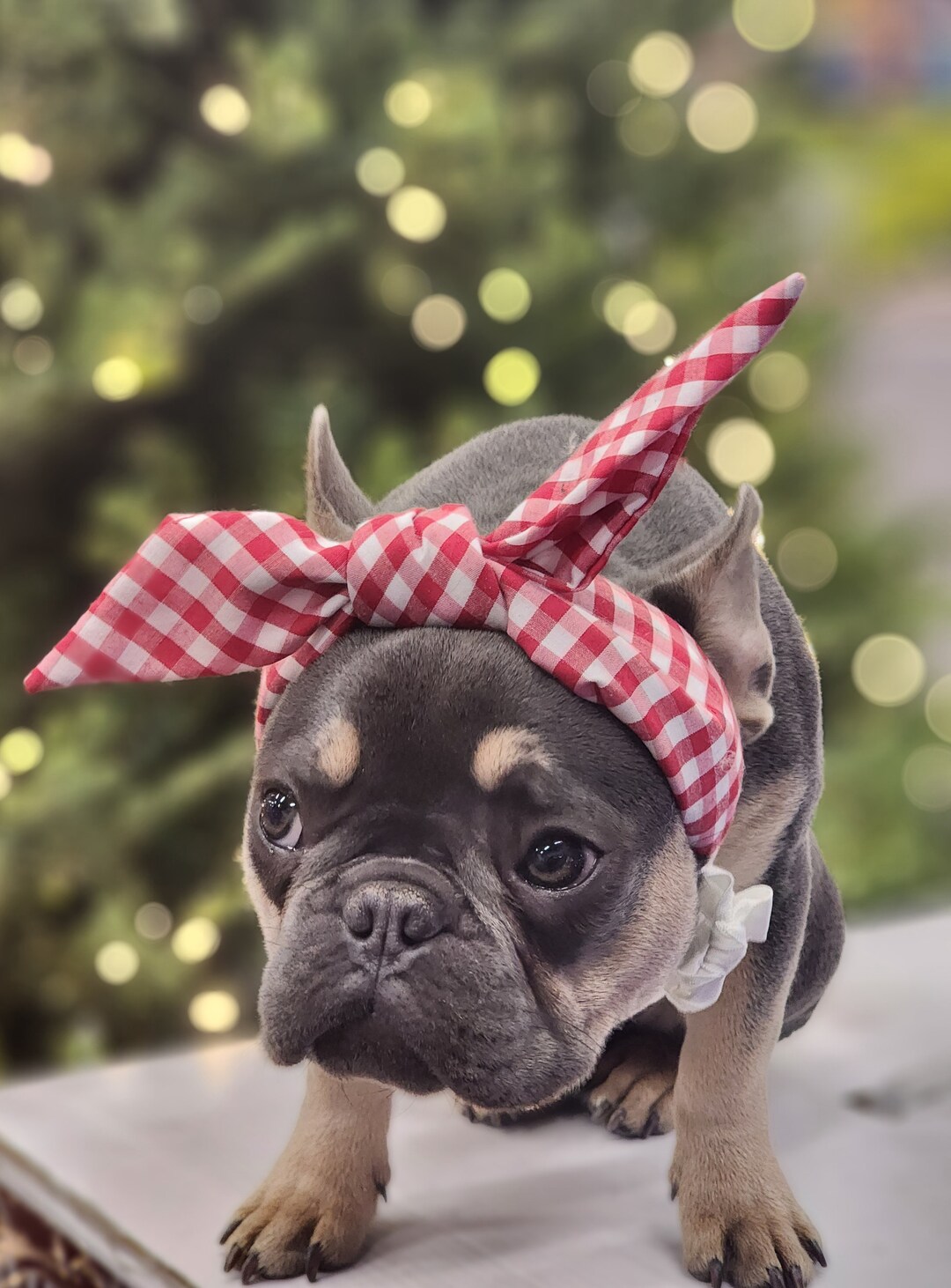 Headband for Dog or Cat /headband for Dogs/pet Gift/costume for Dog ...