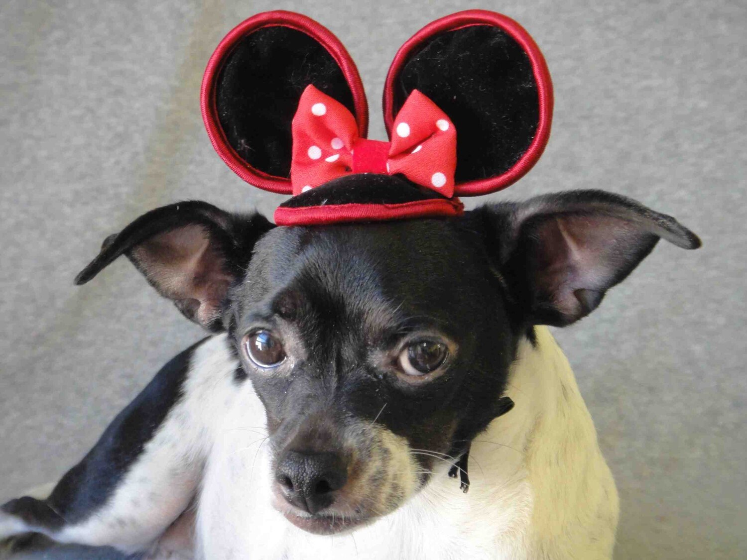 Mini Mouse Hat for Dog of Cat - Etsy