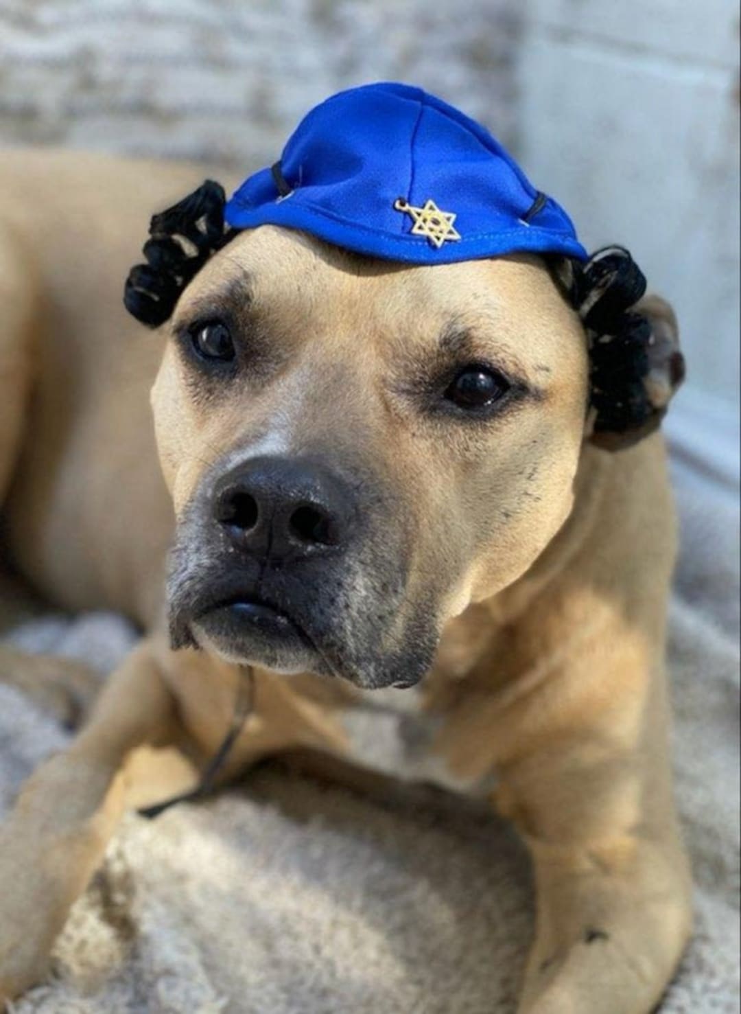 Yarmulke Dog