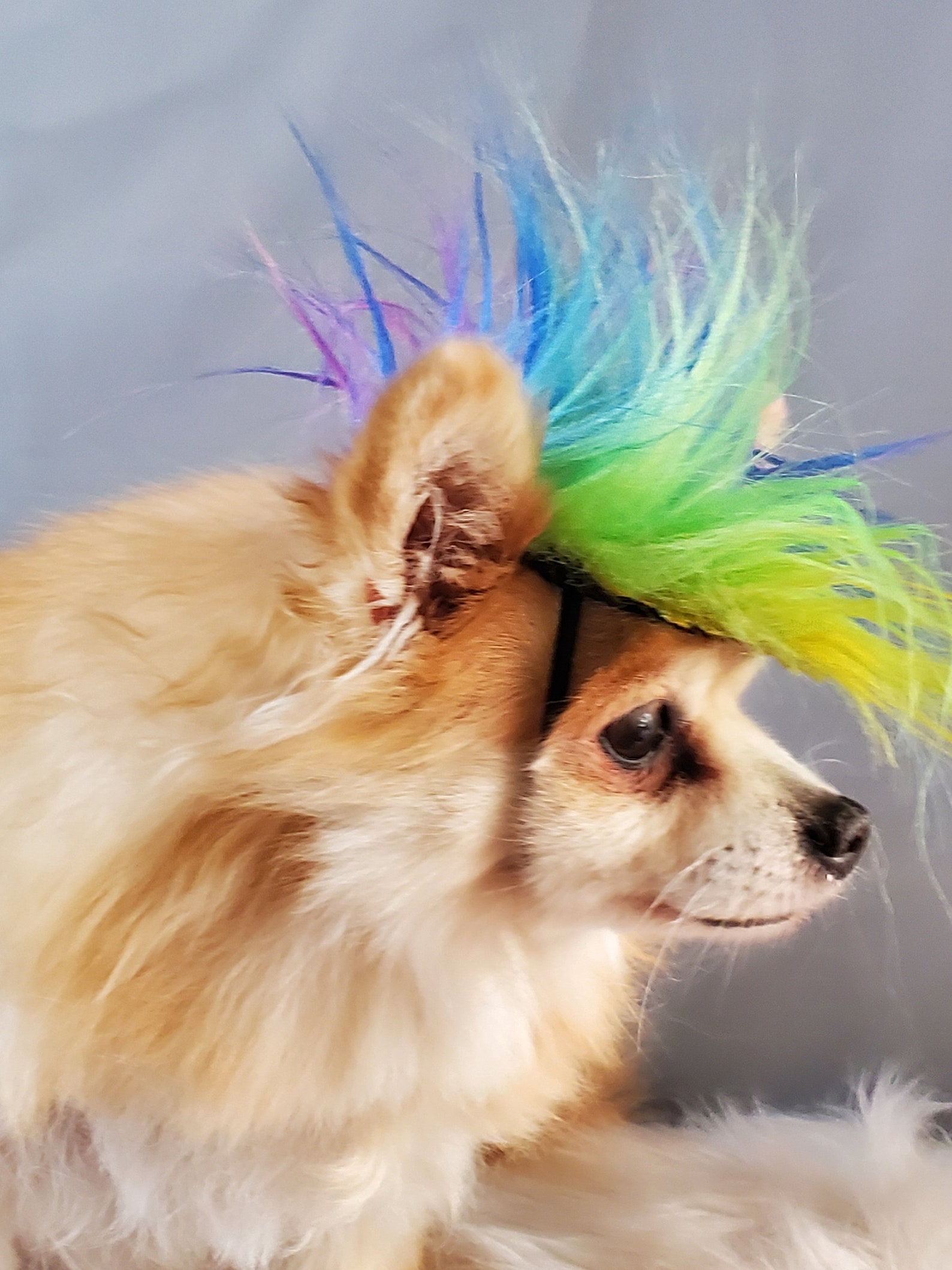Pet Mohawk Wig: Rainbow Dog/cat Costume, Adjustable Elastic - Etsy