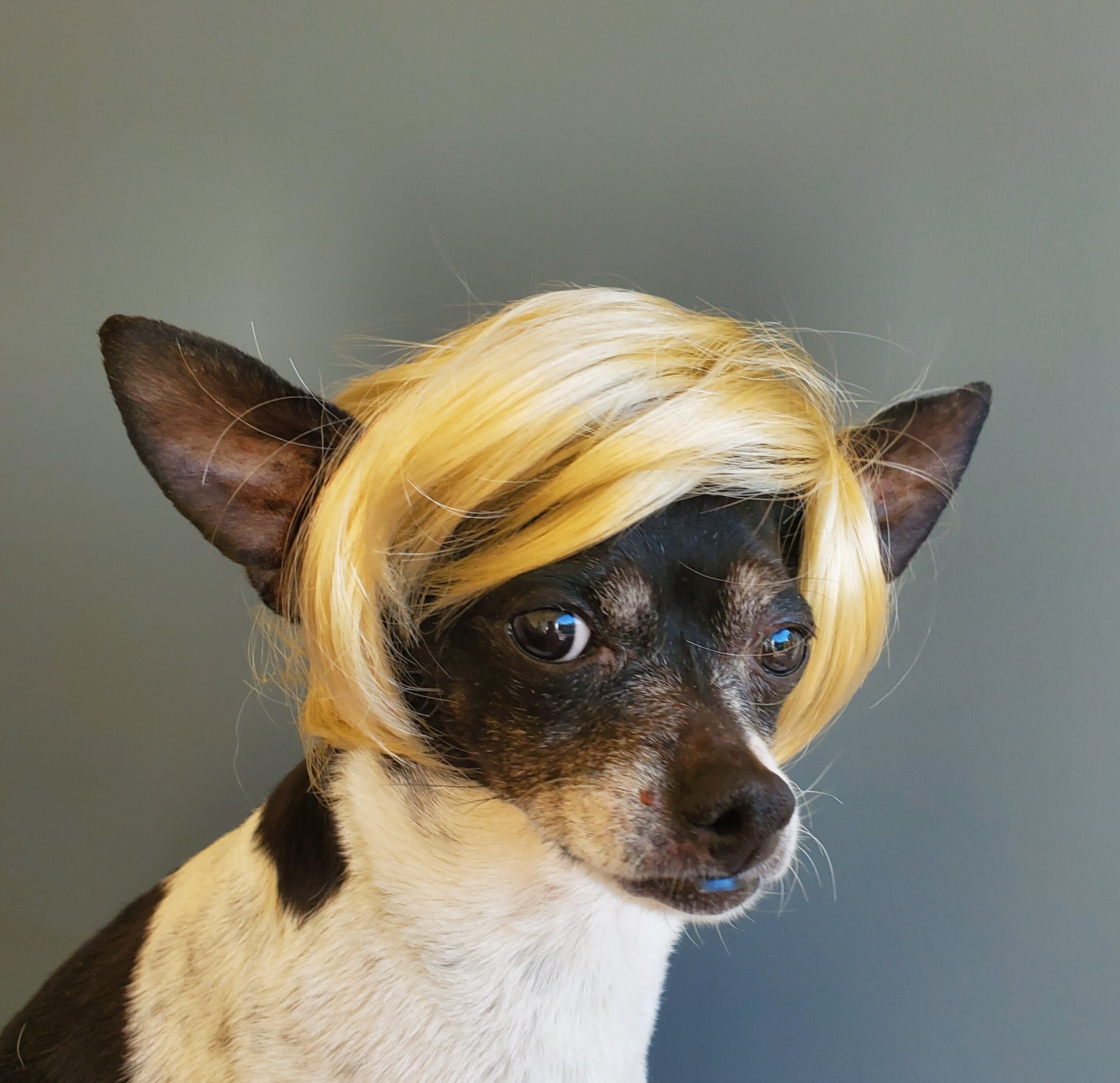 Pet Wig Blond Color for Dog or Cat / Wig for Pet /halloween - Etsy Canada