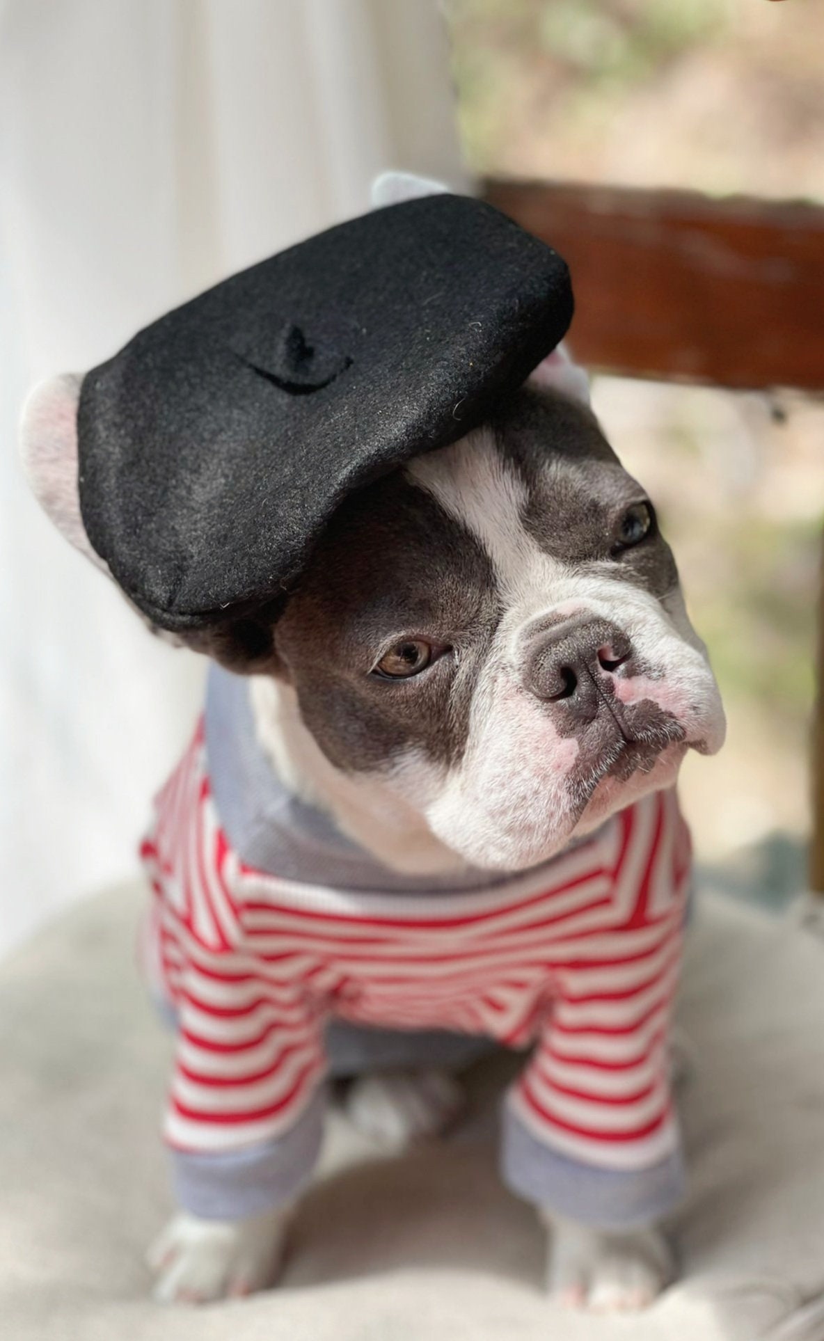 Beret Hat Black Color for Dog or Cat /hat for Dogs/beret for - Etsy