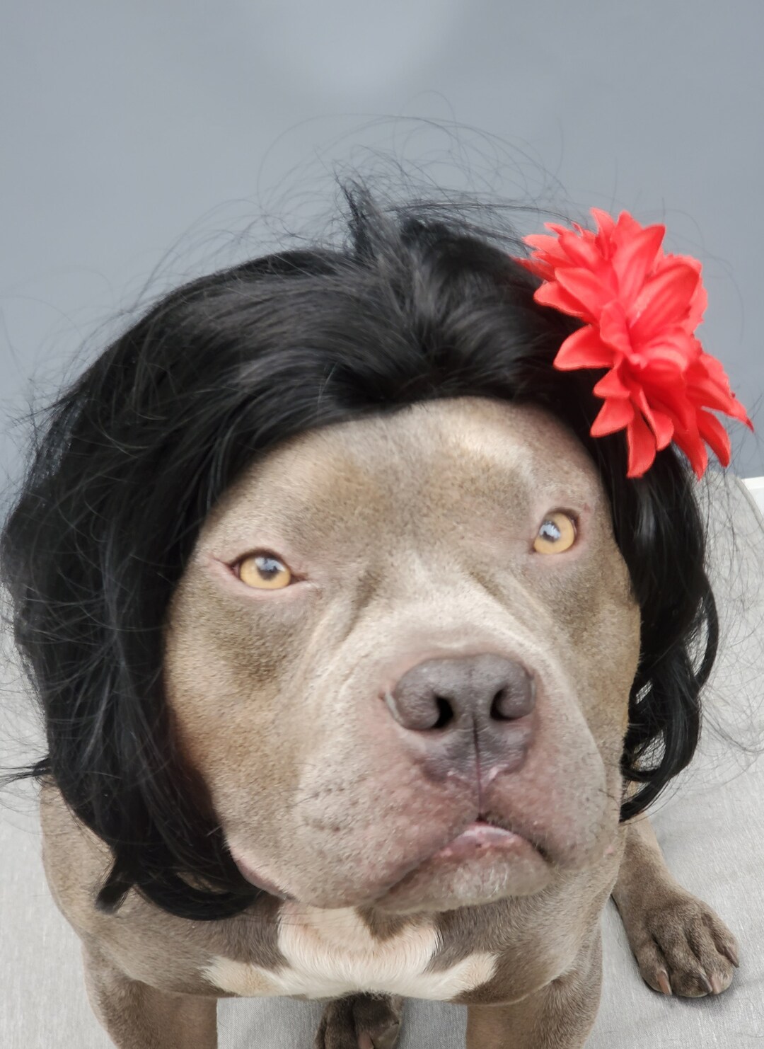 Large Size Black Color Wig for Dog /halloween Costume Wig for Dogs/dog ...