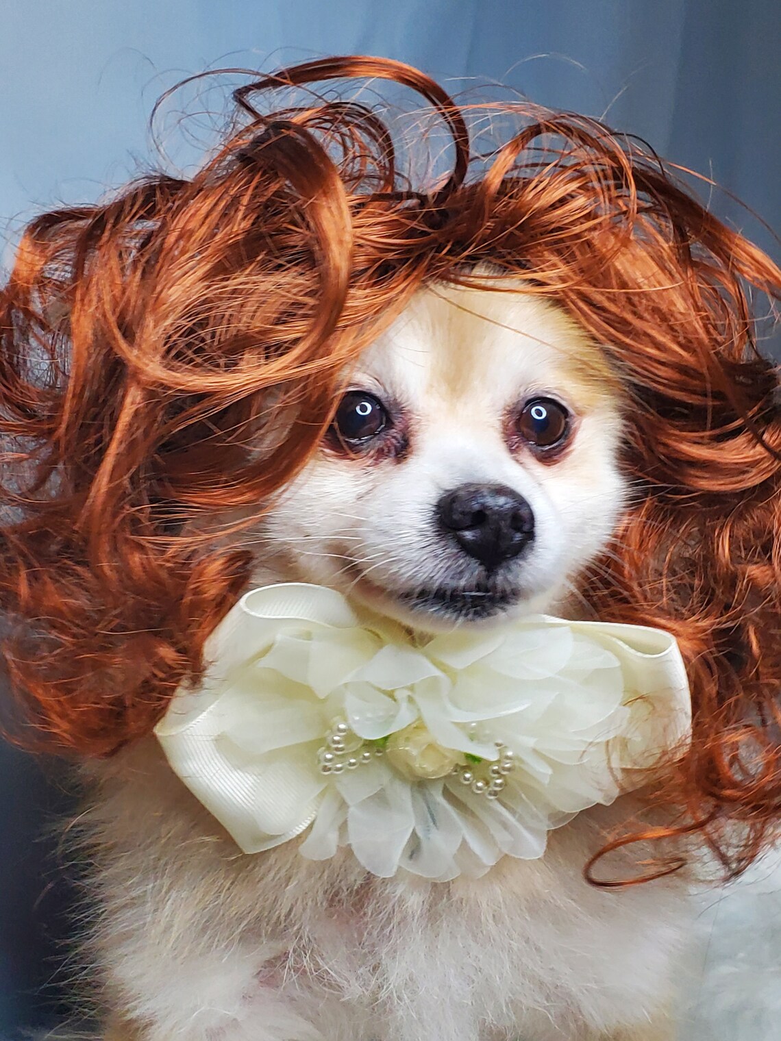 Elegant Pet Wig - Handmade Puppy/cat Costume Accessory - Etsy