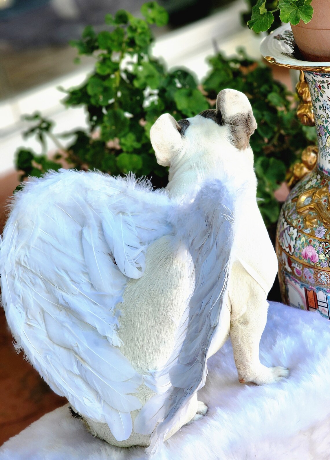 Halloween Angel Wings for Dogs White Color /dog Costume - Etsy