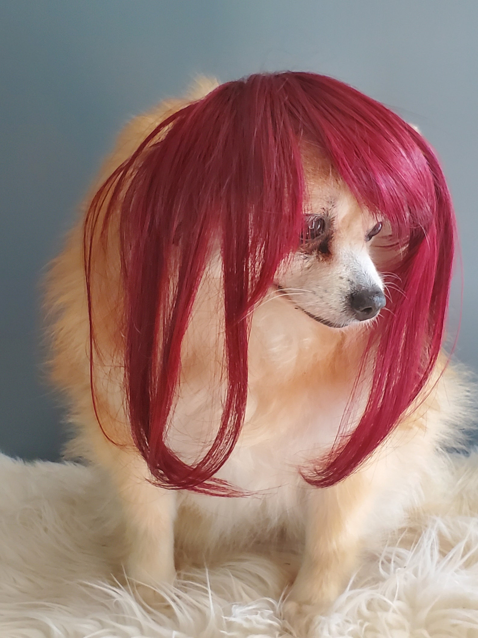 Pet Wig for Dog or Cat /halloween Costume Wig for Dogs/ - Etsy