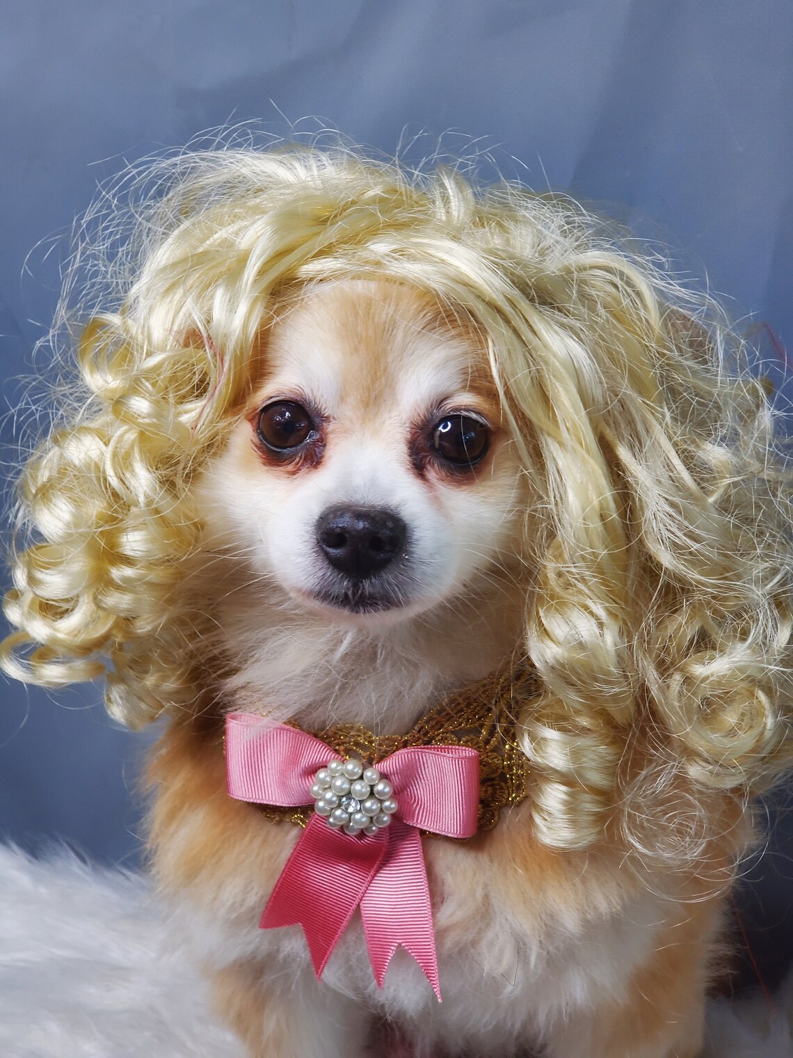 Pet Wig Blond Color for Dog or Cat/halloween Dog Wig - Etsy