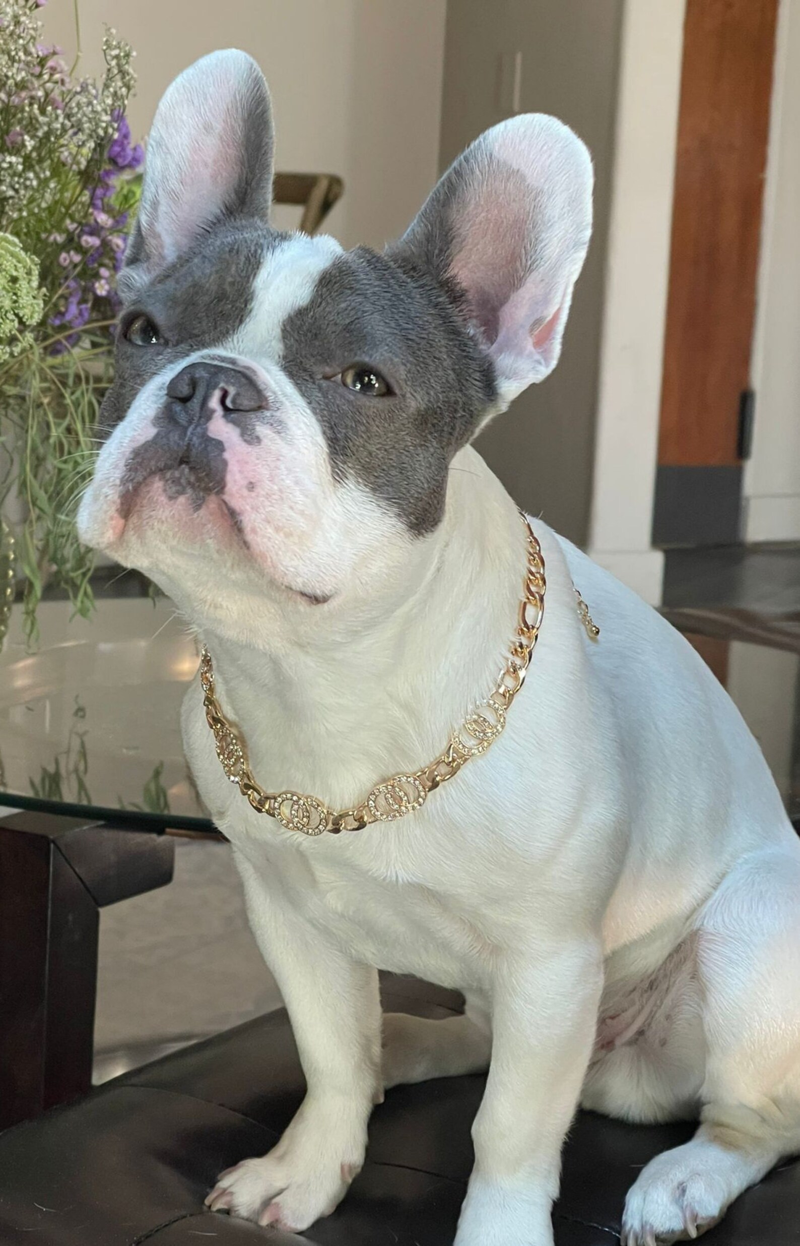 Supper Cute Dog Neck Chain Gold Color/ Jewelry for Pet - Etsy