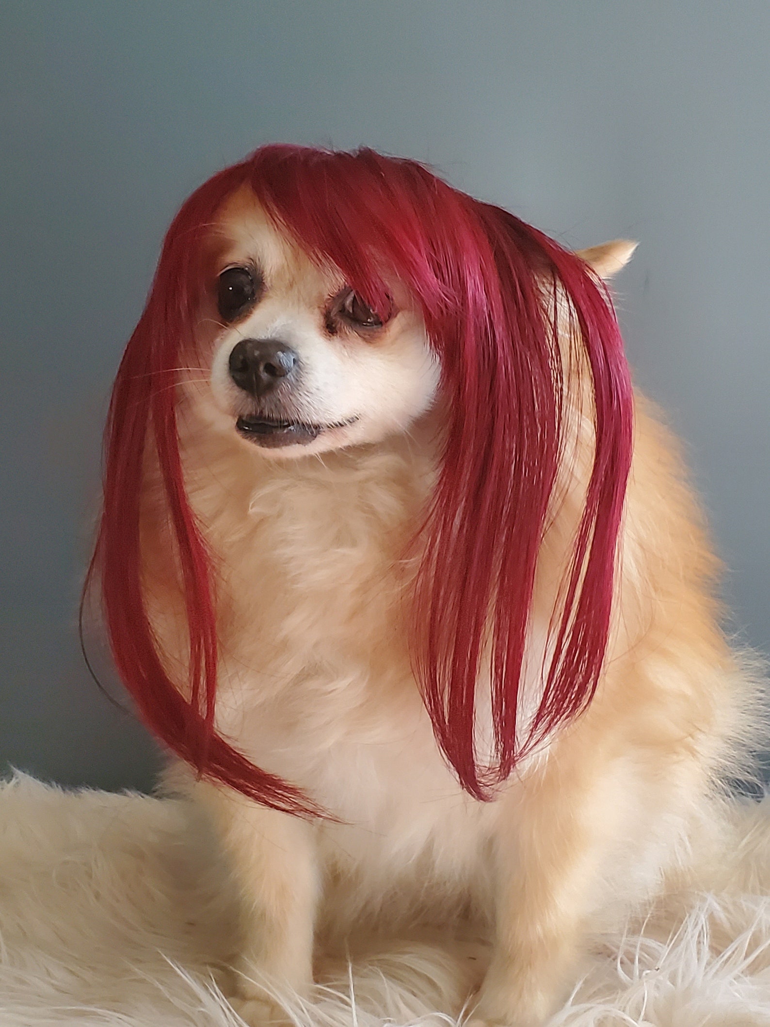 Pet Wig for Dog or Cat /halloween Costume Wig for Dogs/ - Etsy