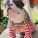 Gold Color Aluminum Pet Chain - Frenchie Jewelry Collar - Etsy