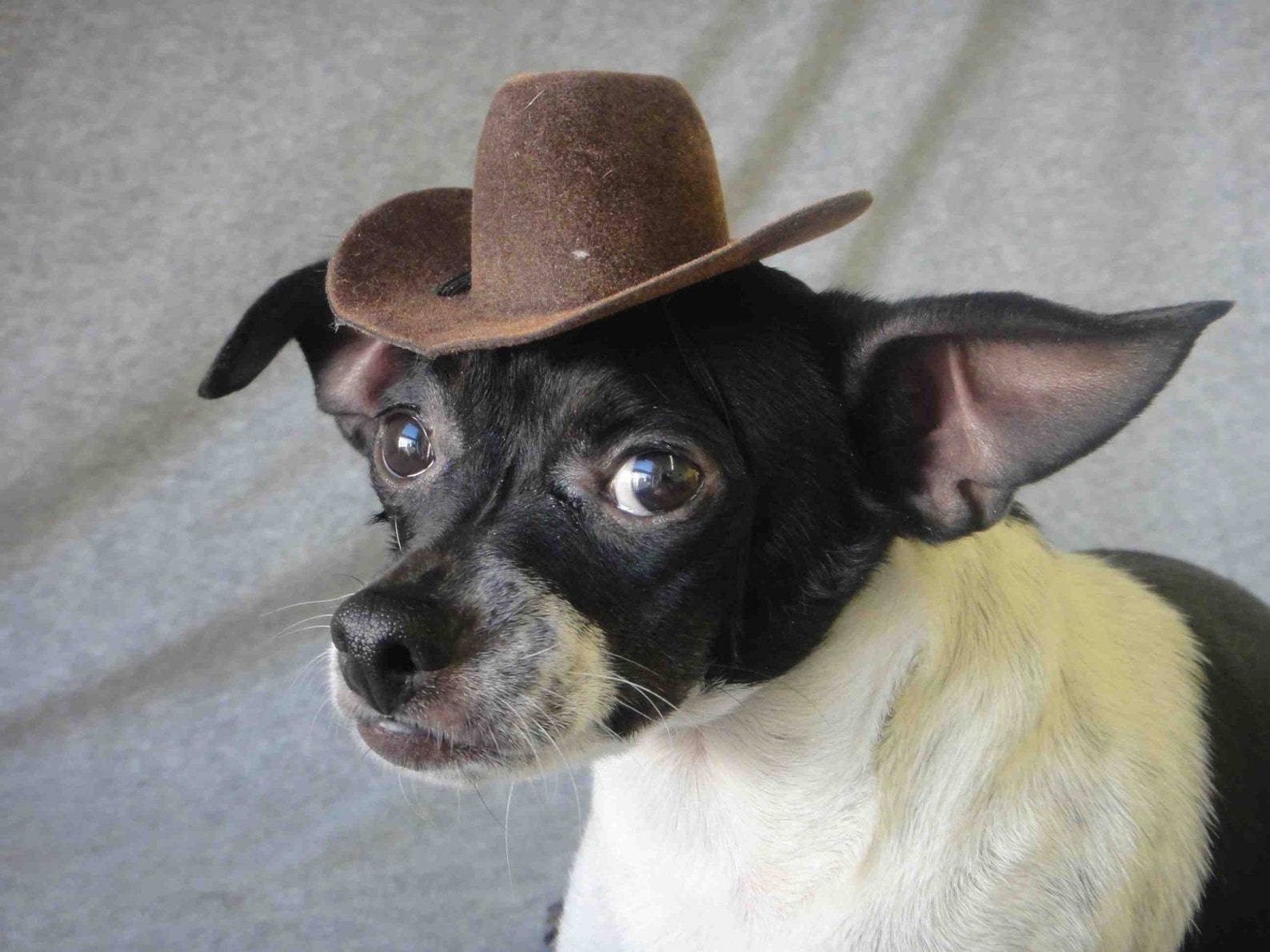 Indiana Jones hat for dog or cat brown color/Halloween pet | Etsy