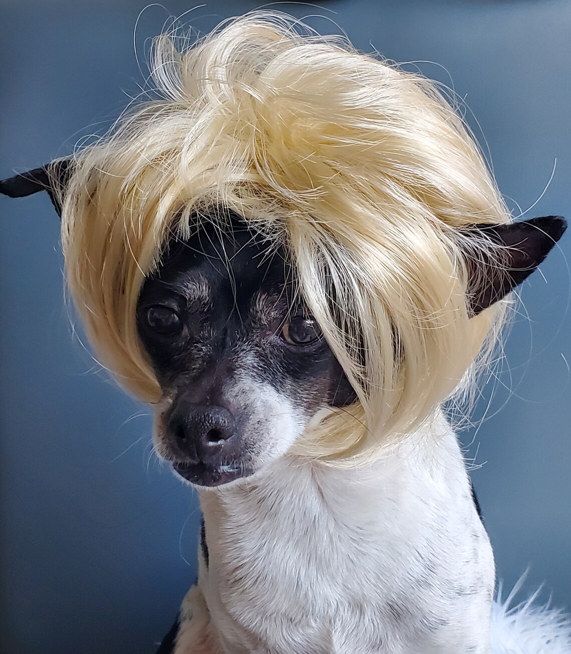 Pet Wig Blond Color for Dog or Cat/halloween Costume / - Etsy