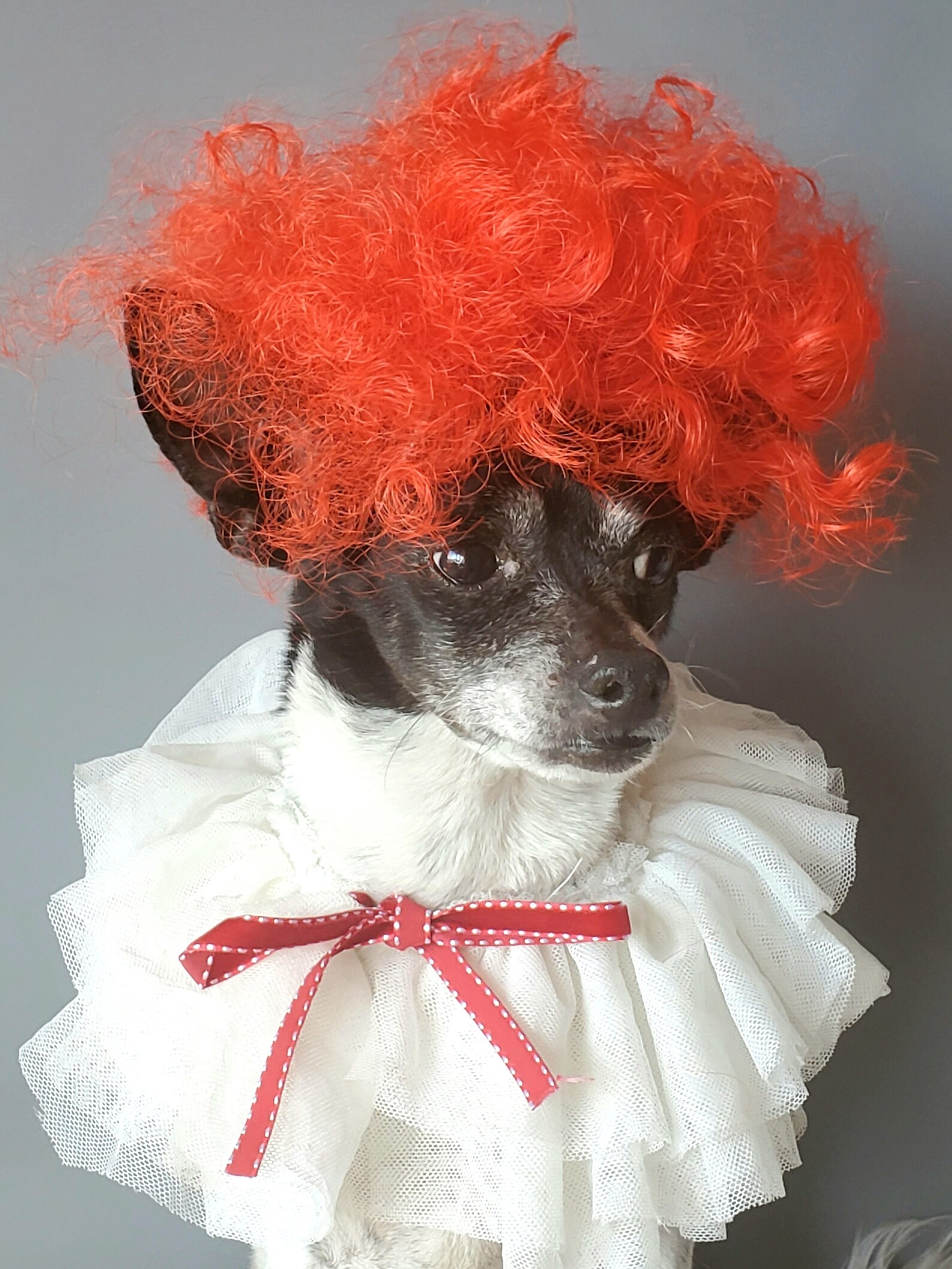 Clown Costume for Your Pet Set Wig and Neck Tie | Etsy