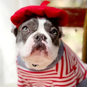 Beret Hat Red Color for Dog or Cat /hat for Dogs/beret for Dogs / - Etsy