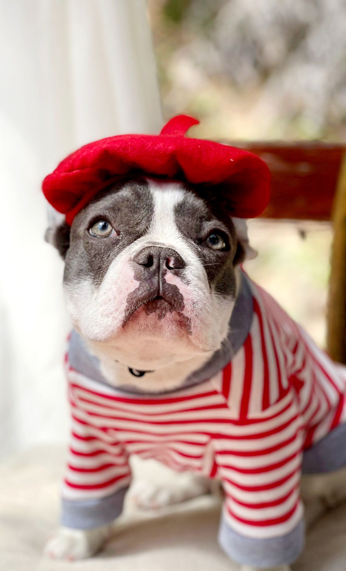 Beret Hat Red Color for Dog or Cat /hat for Dogs/beret for - Etsy
