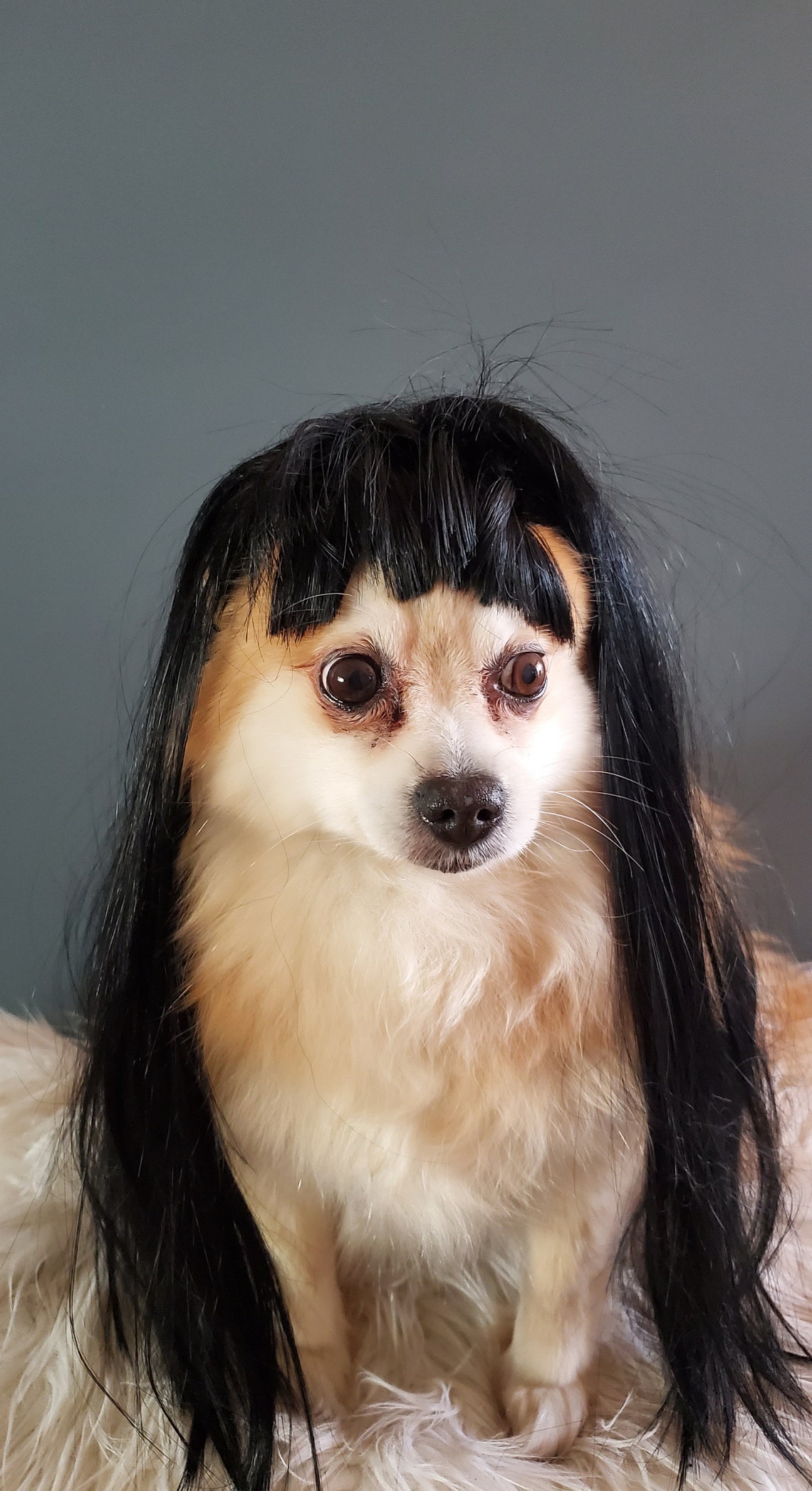 Pet Wig Black Color for Dog or Cat /halloween Costume Wig for - Etsy