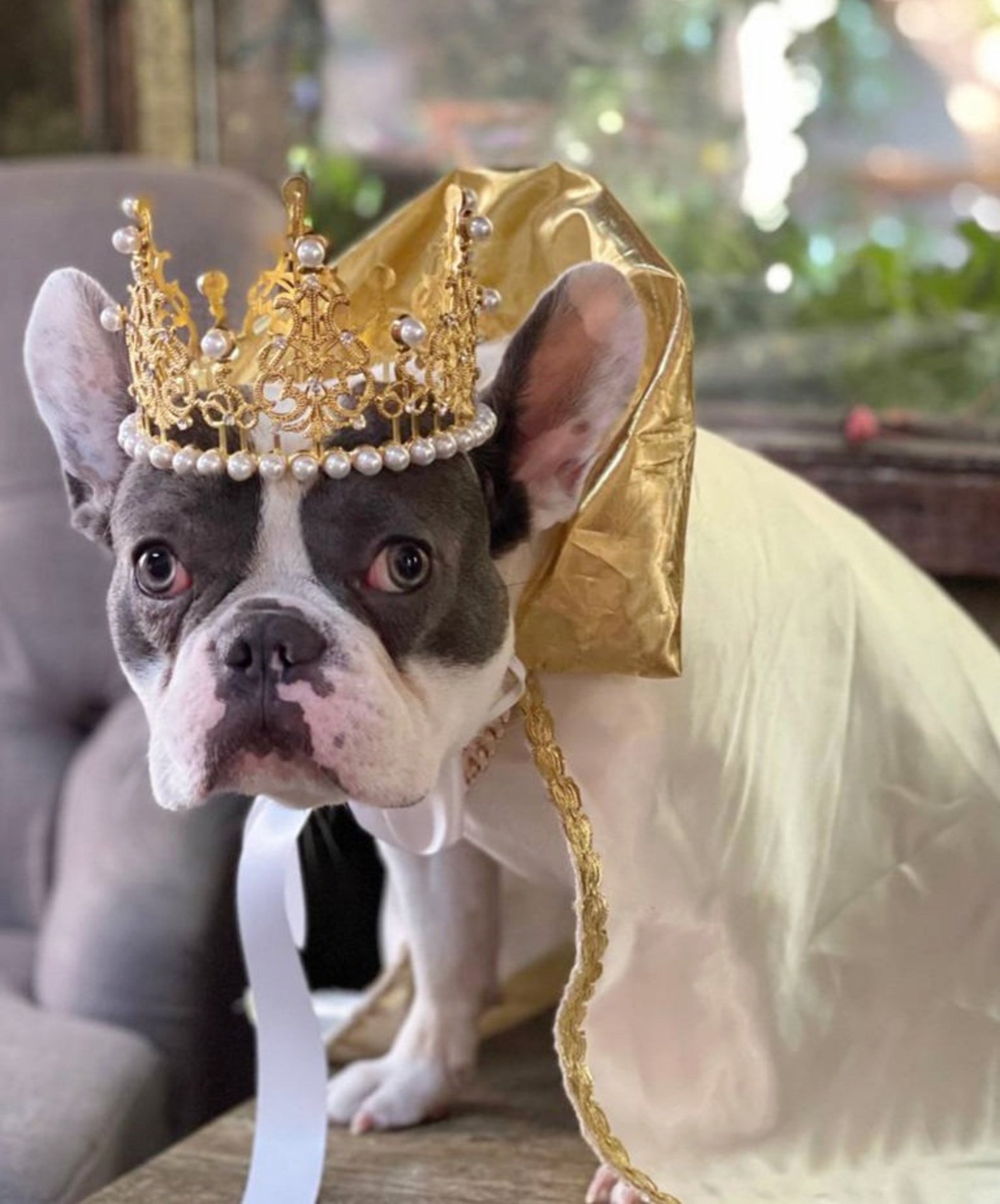 Gold Pet Crown With Adjustable Elastic – Princess Dog or Cat Costume - Etsy