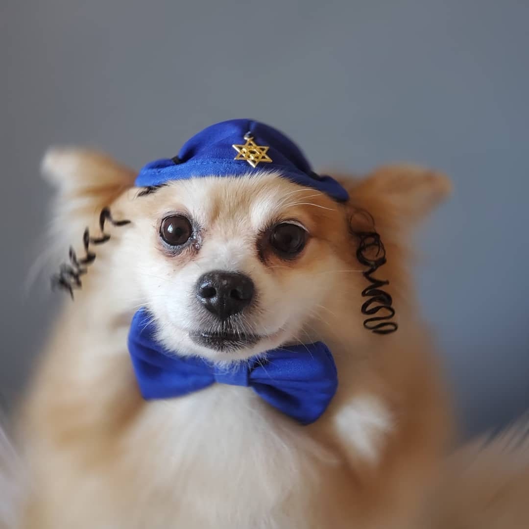 DOG KIPPAH Hanukkah Hat and Bow Set for Dog or Cat /hanukkah Pet Gift ...