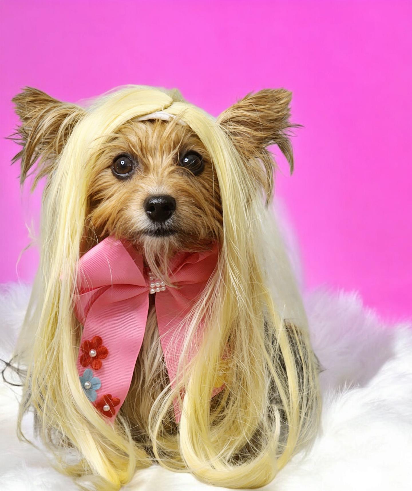 Cute Pet Wig, Halloween Costume for Dog or Cat - Etsy