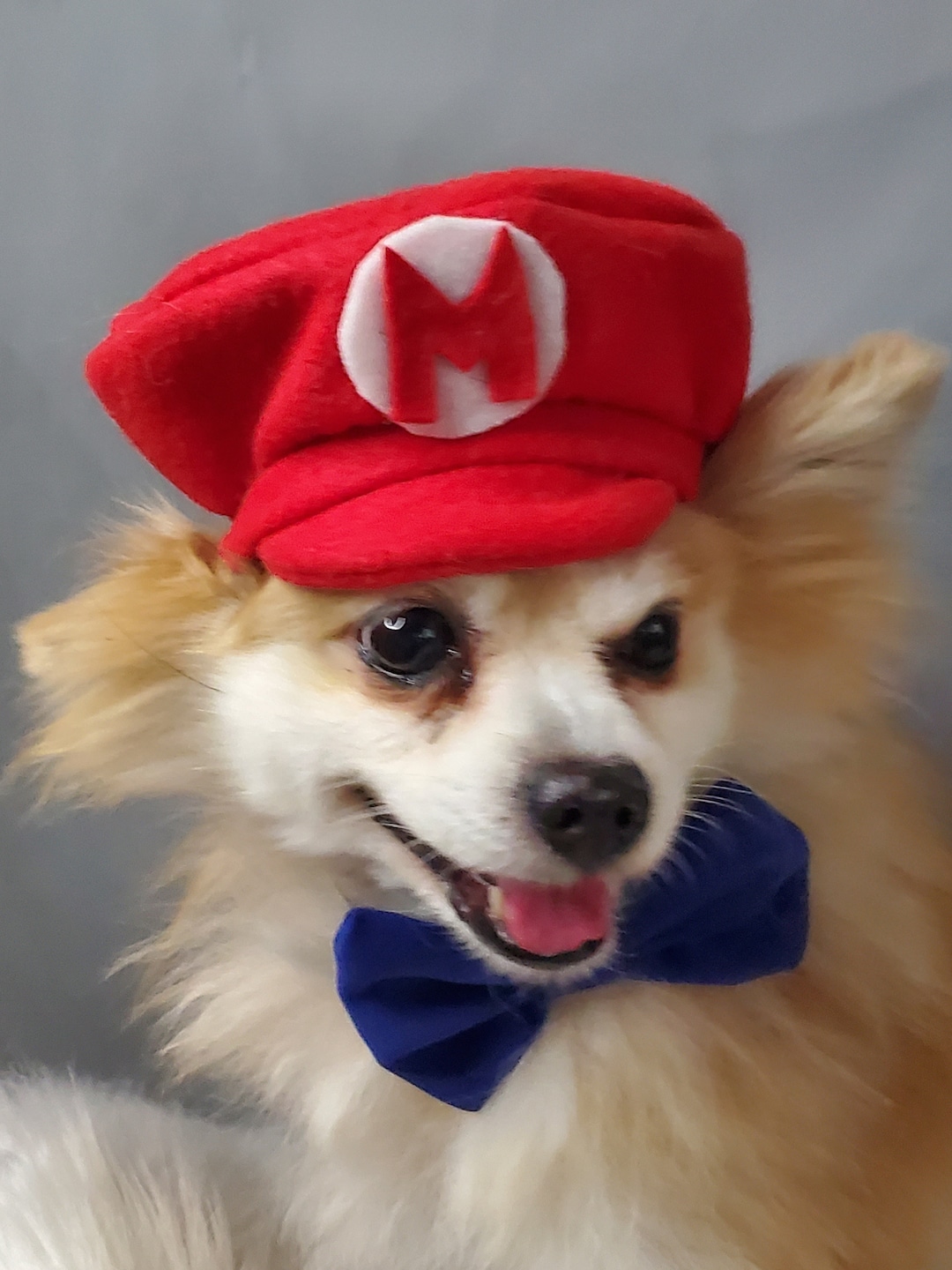 Mario Bros Pet Hat – Small Dog or Cat Costume - Etsy