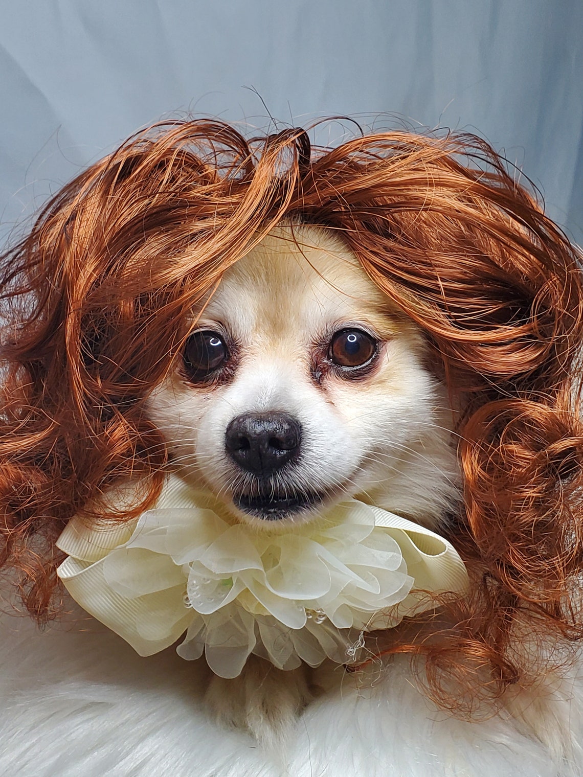Elegant Pet Wig - Handmade Puppy/cat Costume Accessory - Etsy