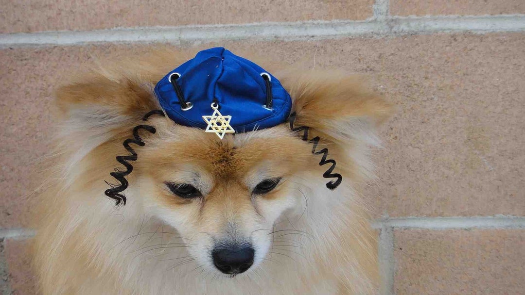 Yarmulke Hat for Dog or Cat / Hanukkah Dog Hat / Hanukkah Pet Gift ...