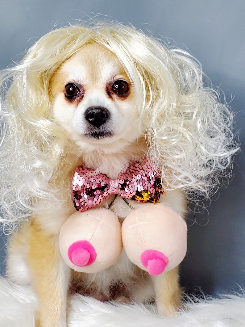 Supper blond color cute pet wig for dog or cat | Etsy