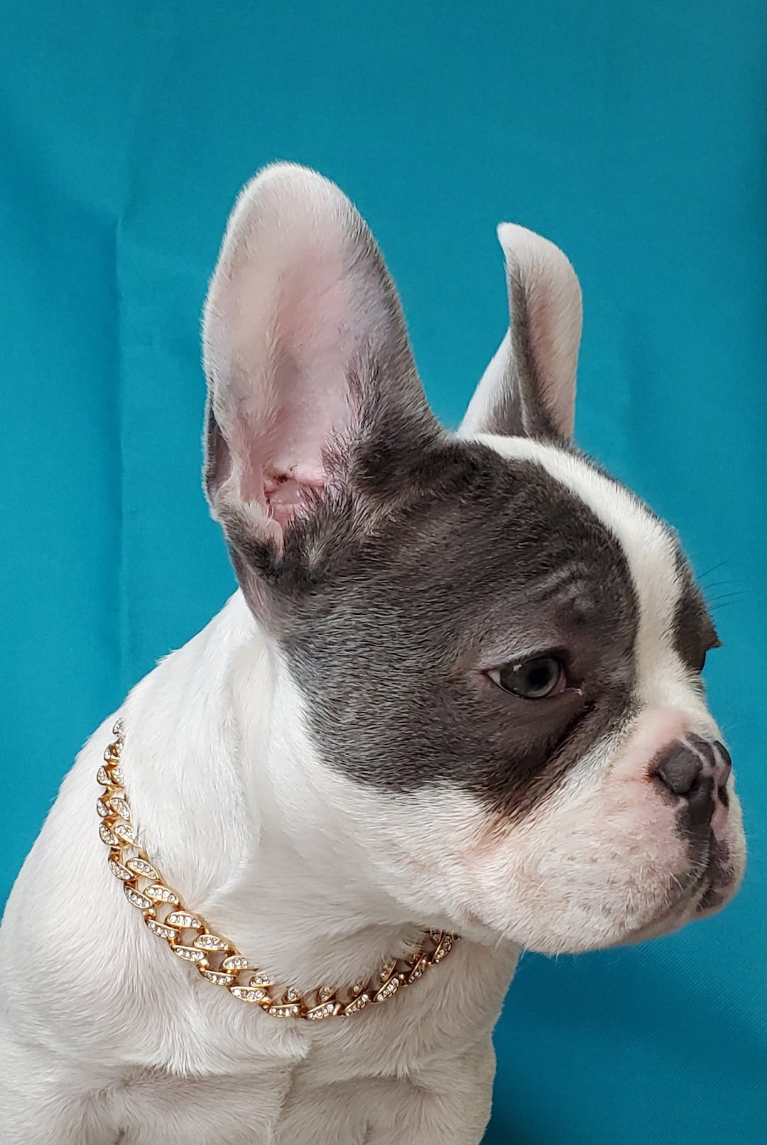 Cuban Link /supper Cute Dog Neck Chain Gold Color/ Jewelry for Pet ...