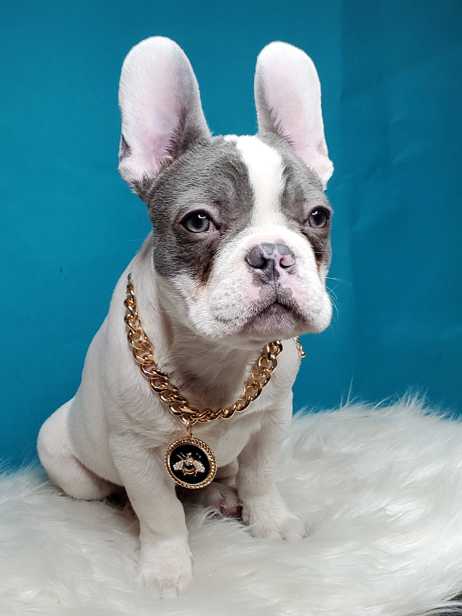 Supper Cute Dog Neck Chain Gold Color/ Pet Collar/ Jewelry for | Etsy