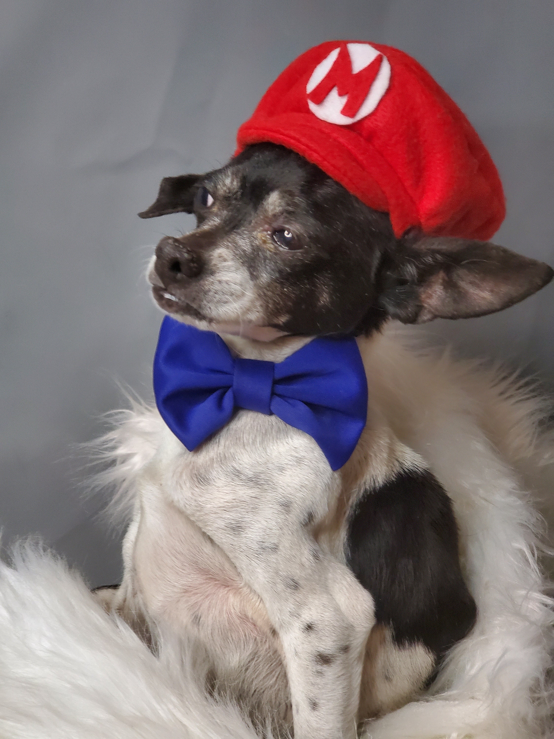 Supper Mario hat red color for dog or cat Small animal Doll | Etsy