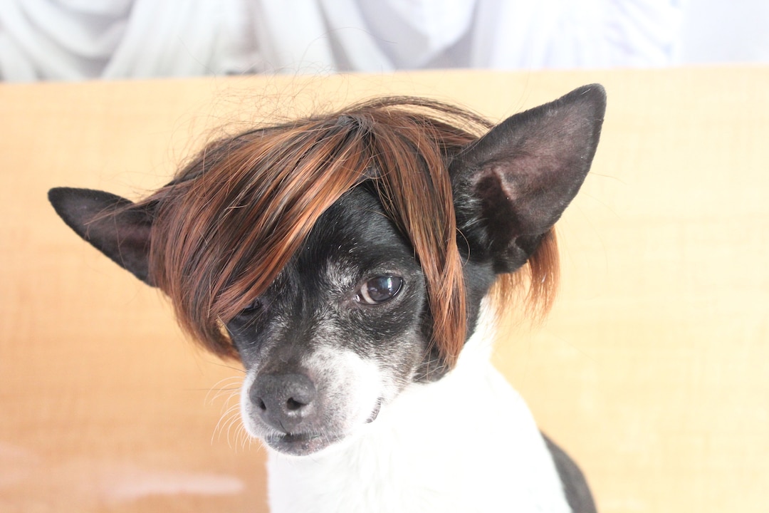 Handmade Pet Wig for Dog or Cat, Elegant Costume - Etsy