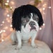 Black Pet Wig | Adjustable Costume Wig for Dogs & Cats - Etsy
