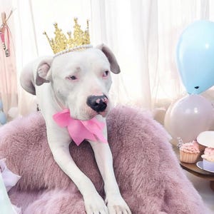 Gold Dog Crown With Bow Tie, Elegant Puppy Accessory - Etsy