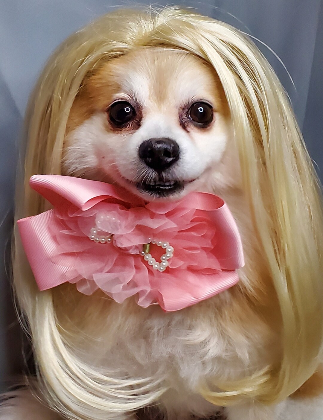Blond Dog Wig With Bow Tie, Pet Costume - Etsy