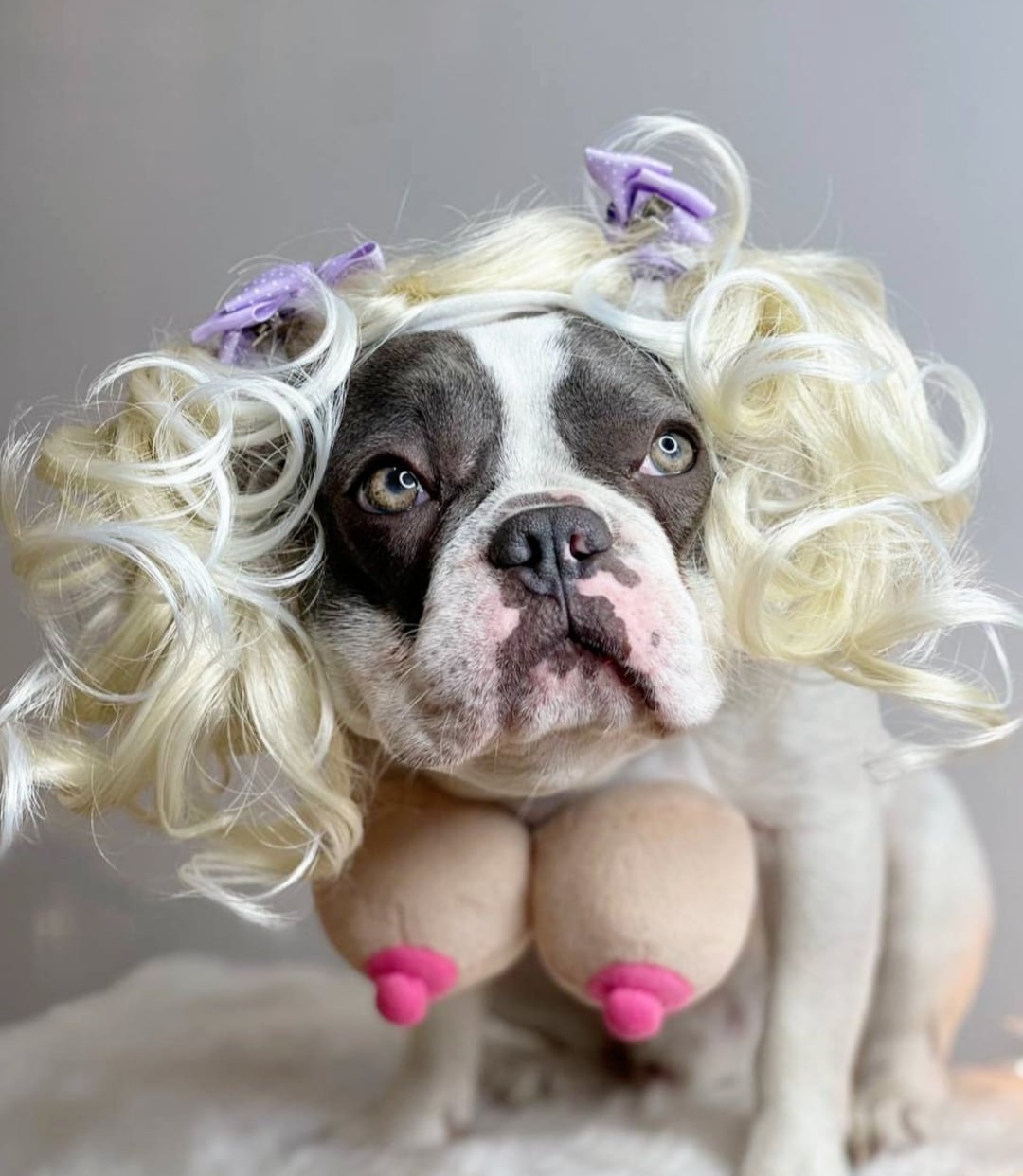 Blond Pet Wig for Dog or Cat, Adjustable Costume - Etsy
