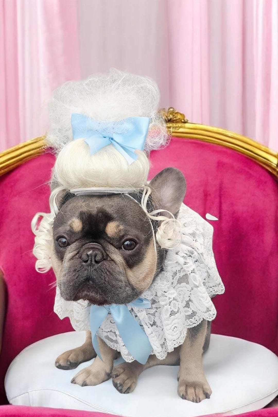 Marie Antoinette Dog Wig, Blond Pet Costume - Etsy