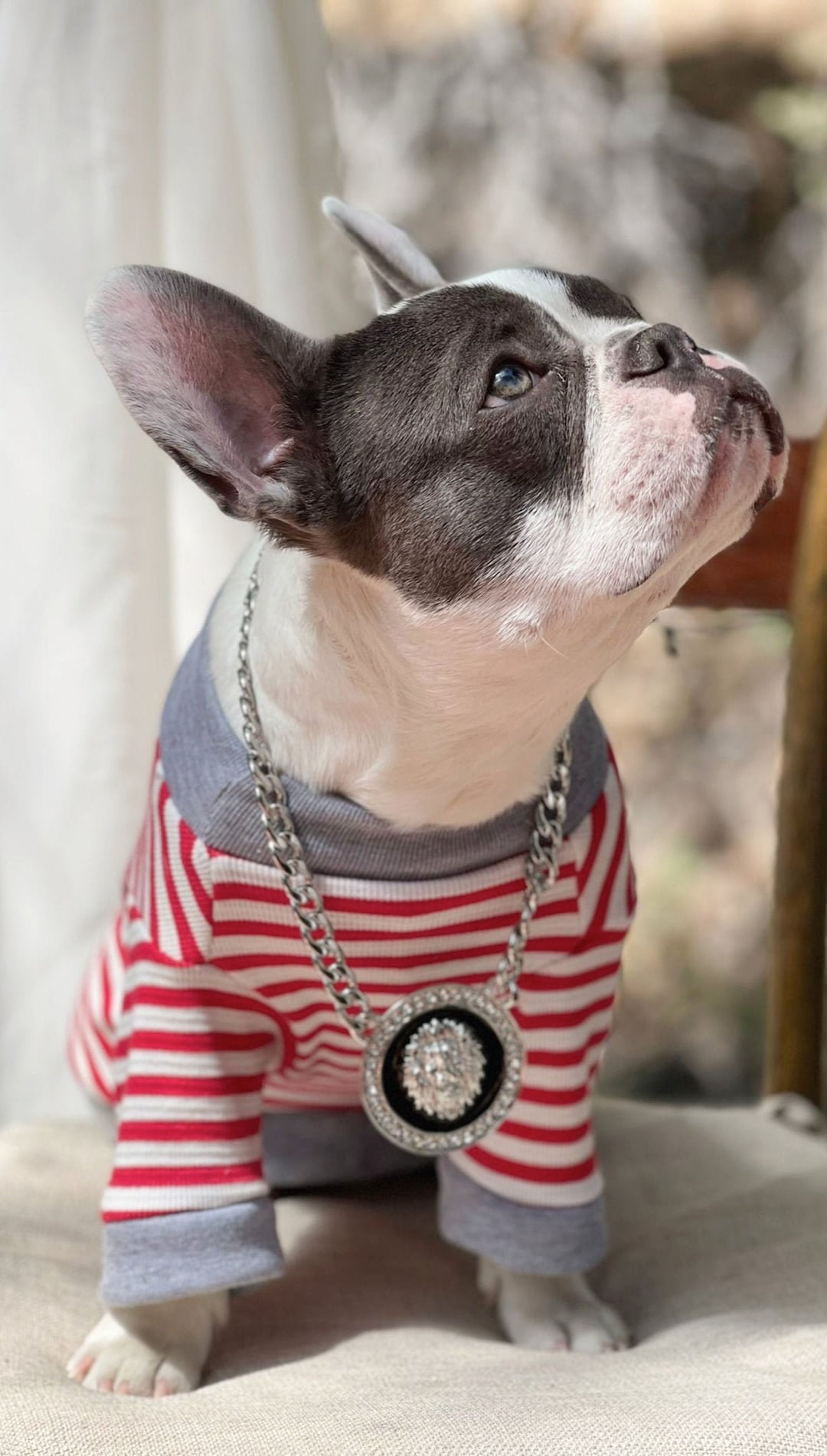 Supper Cute Dog Neck Chain Silver Color/ Jewelry for Pet /jewelry ...