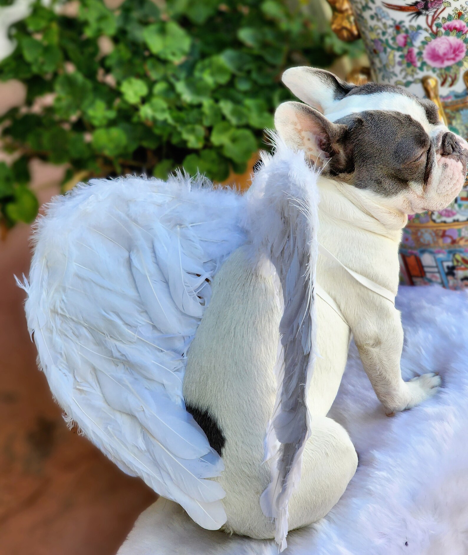 Halloween Angel Wings for Dogs White Color /dog Costume - Etsy