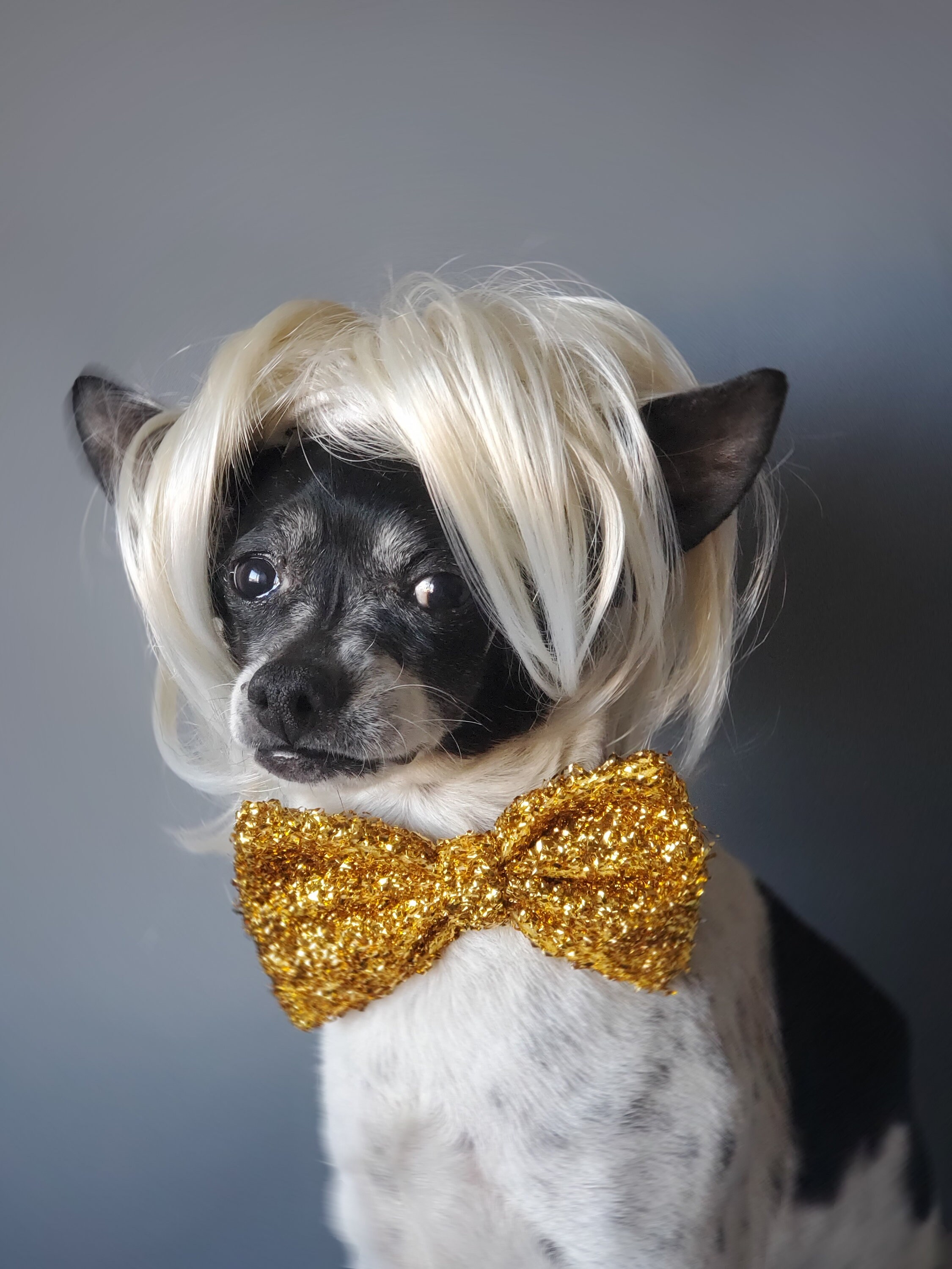 Blond Color Wig for Dog or Cat /halloween Pet Wig /pet | Etsy