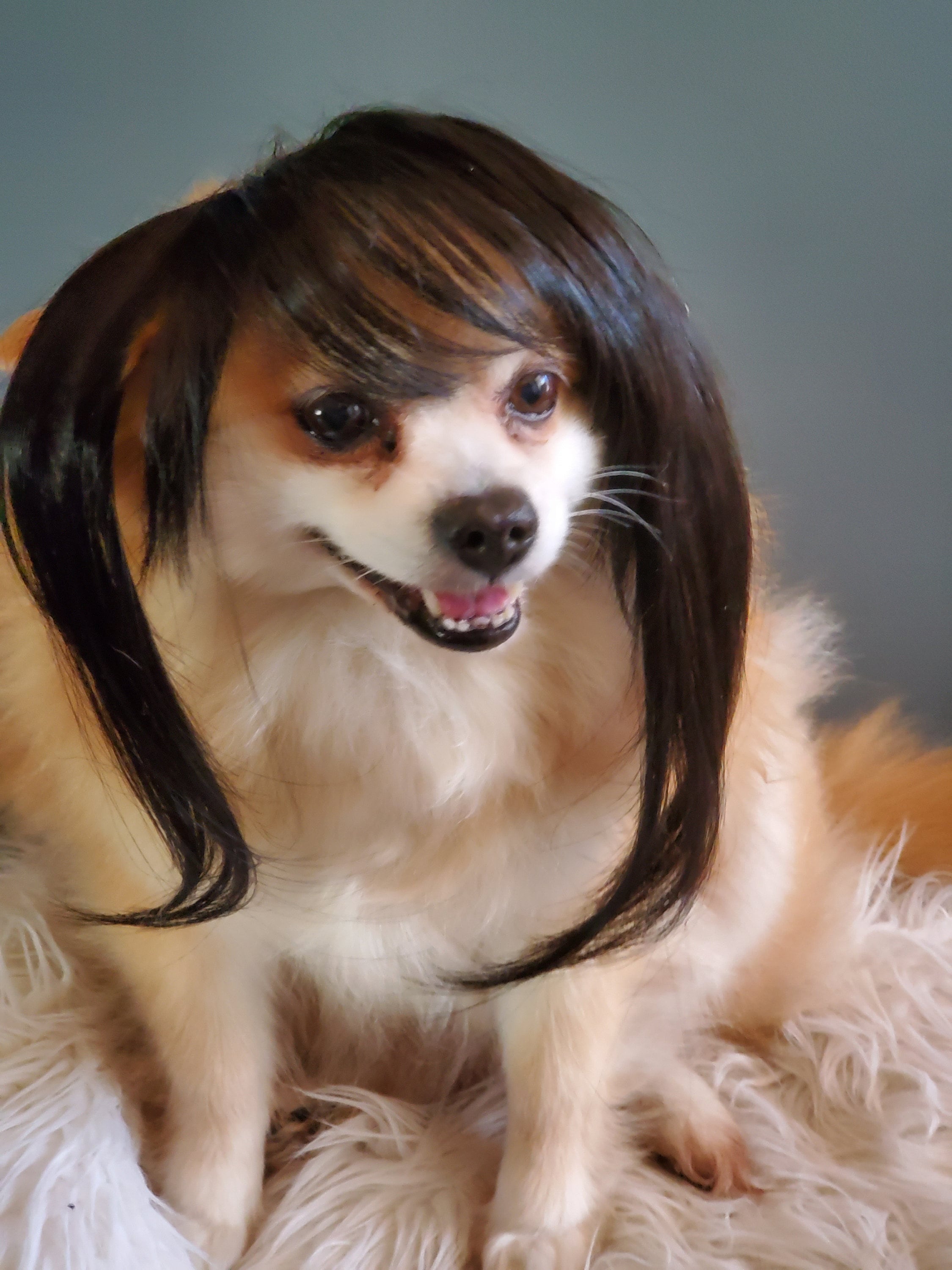 Pet Wig Black Color for Dog or Cat - Etsy