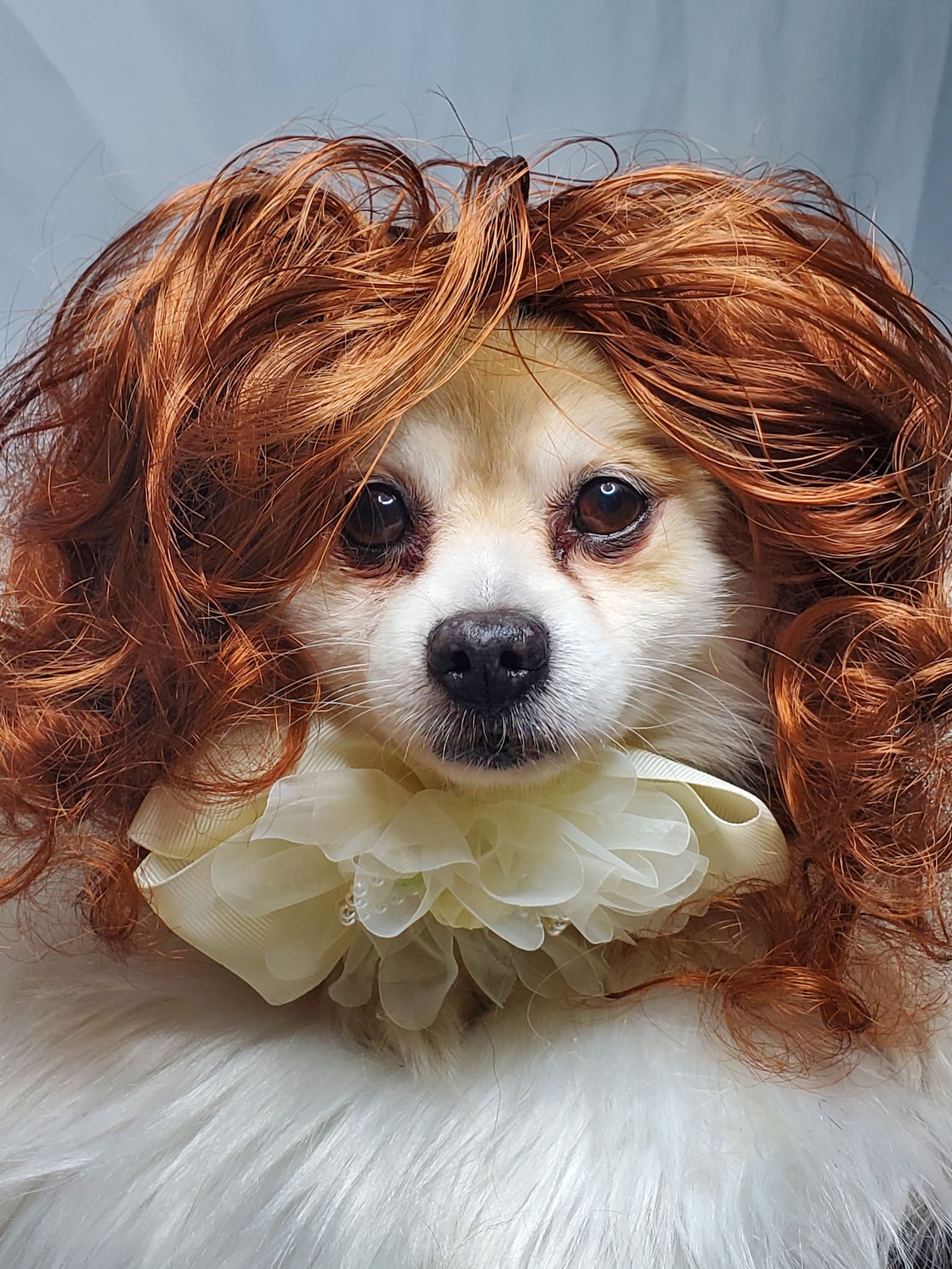 Cute pet wig for dog or cat | Etsy