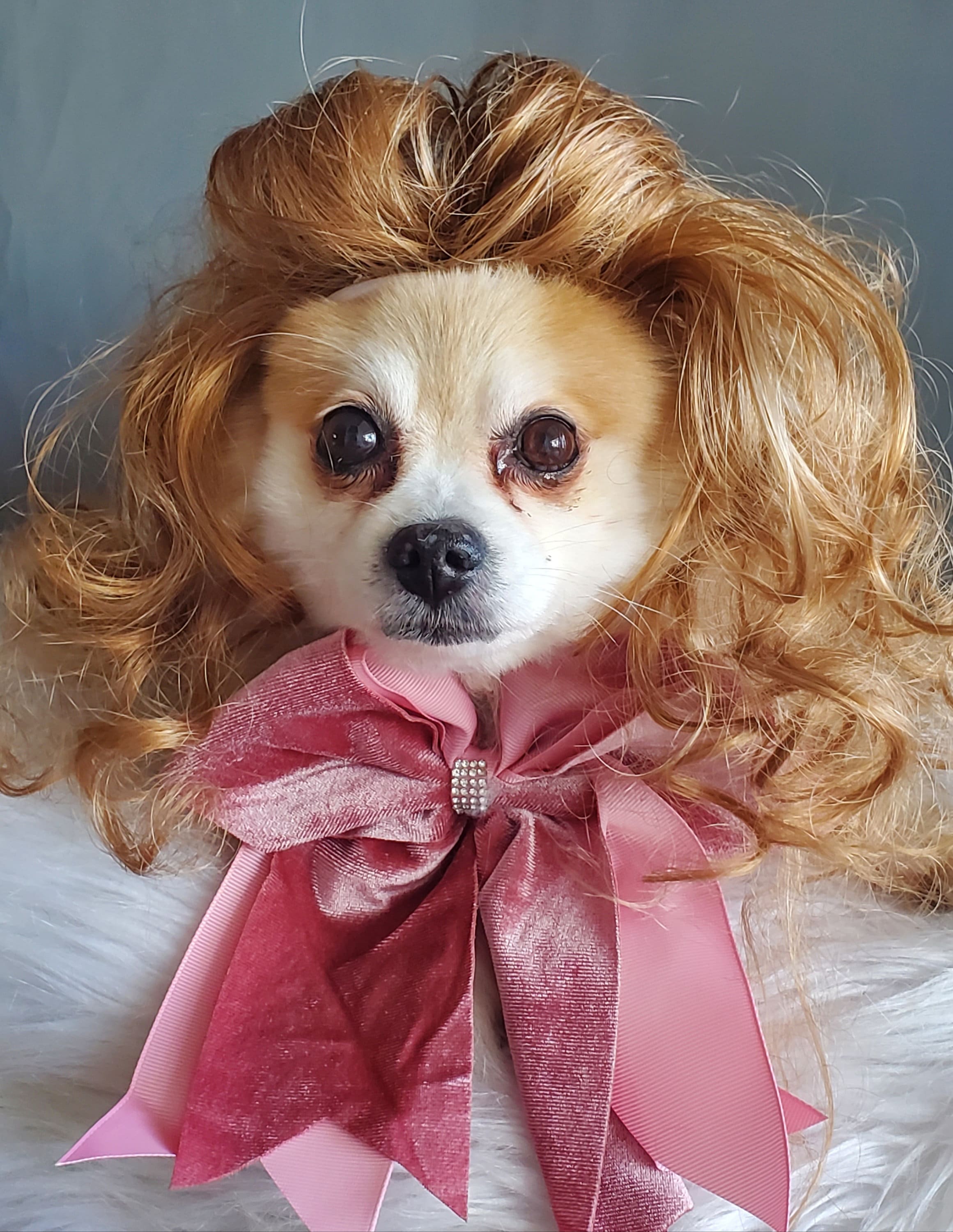 Supper Cute Pet Wig With Curly for Dog or Cat /halloween Dog Wig ...