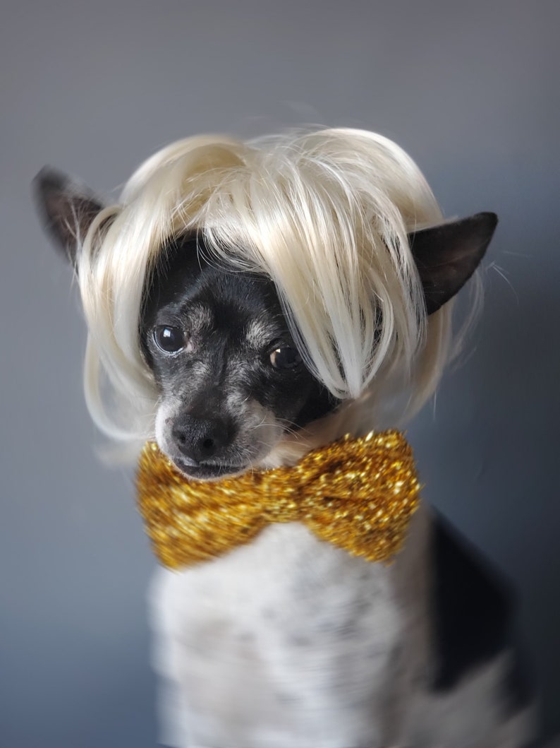 Blond Color Wig for Dog or Cat /halloween Pet Wig /pet Costumes ...