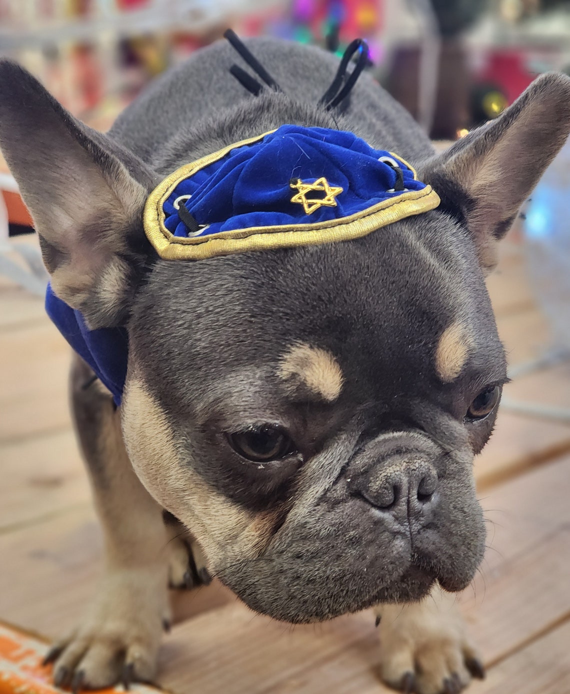 DOG KIPPAH Hanukkah Hat and Bow Set for Dog or Cat/hanukkah Dog Gift ...
