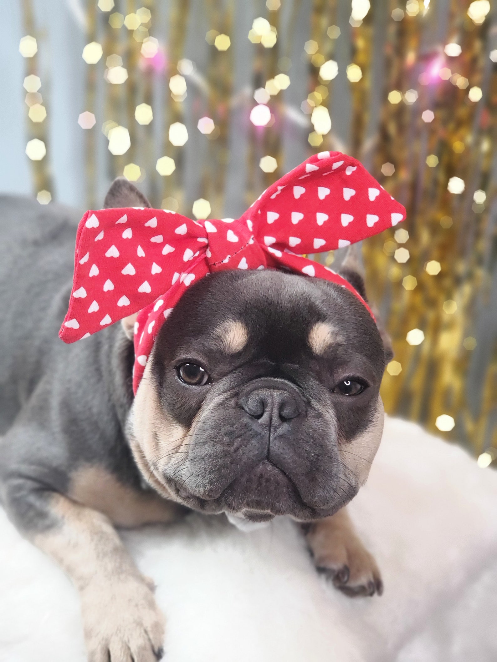 Headband for Dog or Cat /headband for Dogs/pet Gift/ - Etsy