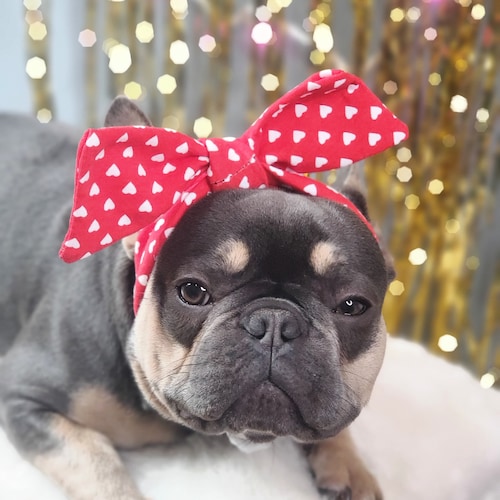 Headband for Dog or Cat /headband for Dogs/pet Gift/ - Etsy