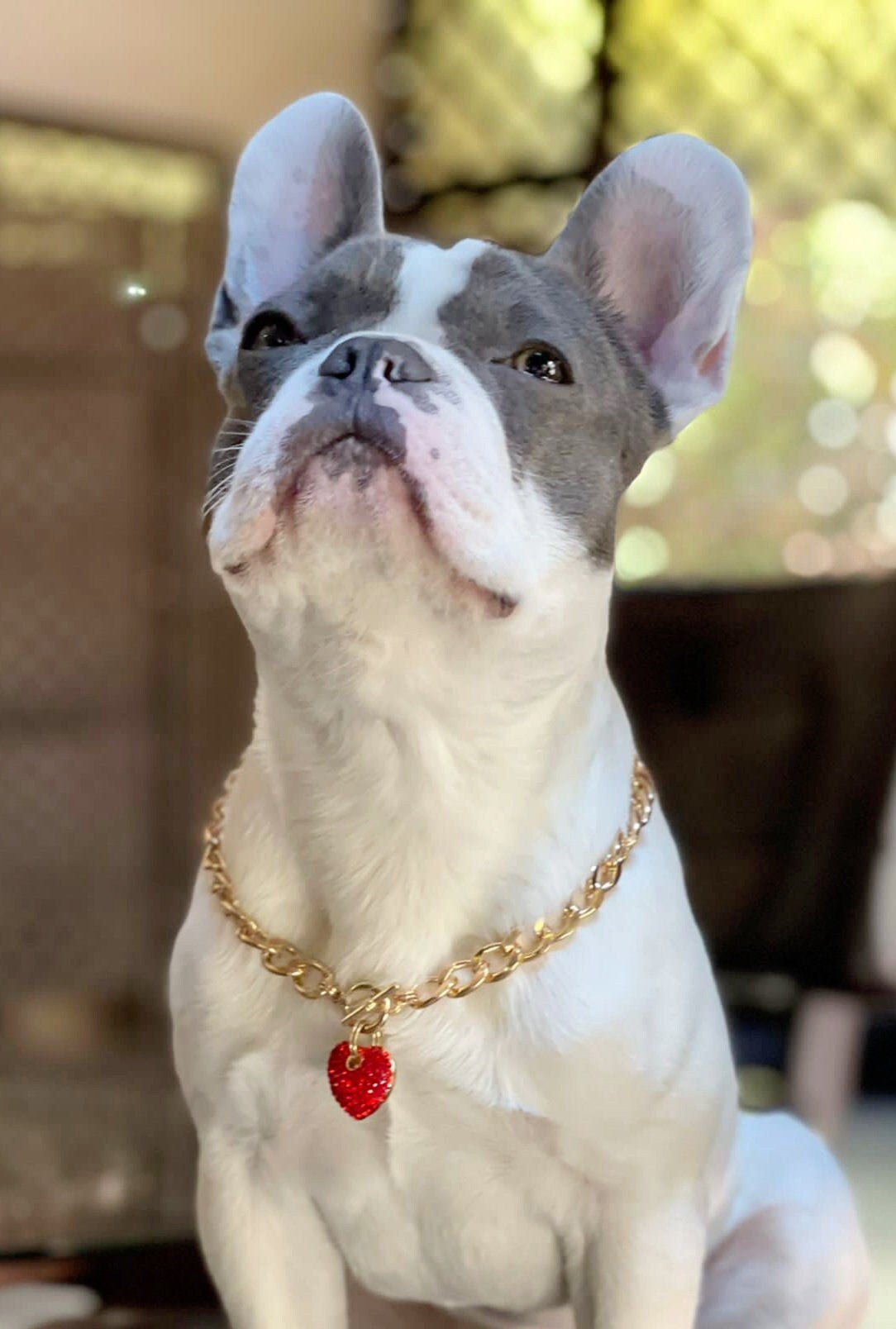 Supper Cute Dog Neck Chain Gold Color/ Jewelry for Pet - Etsy