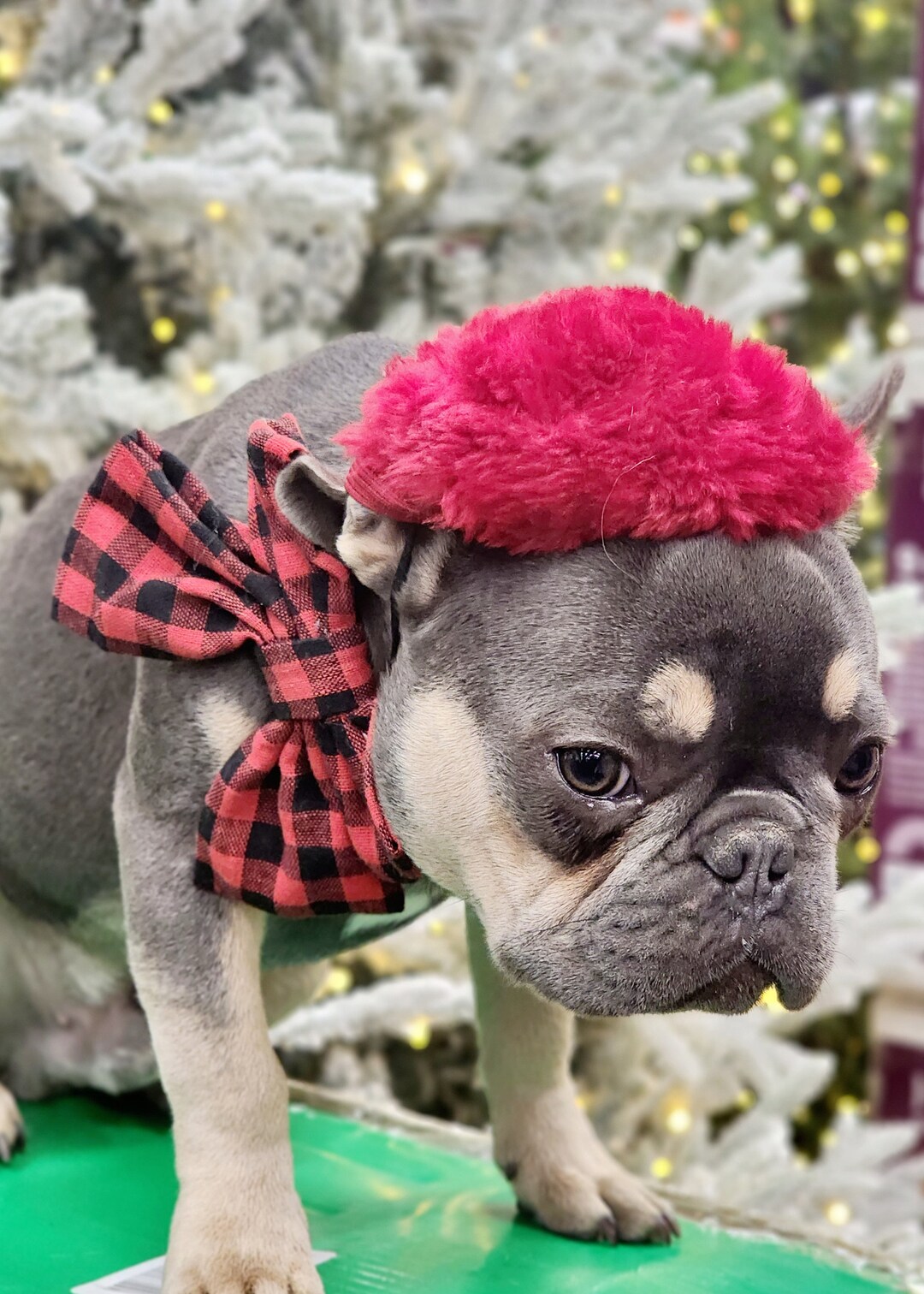 Beret Hat Red Color for Dog or Cat /small Animal Beret /dog Beret / - Etsy