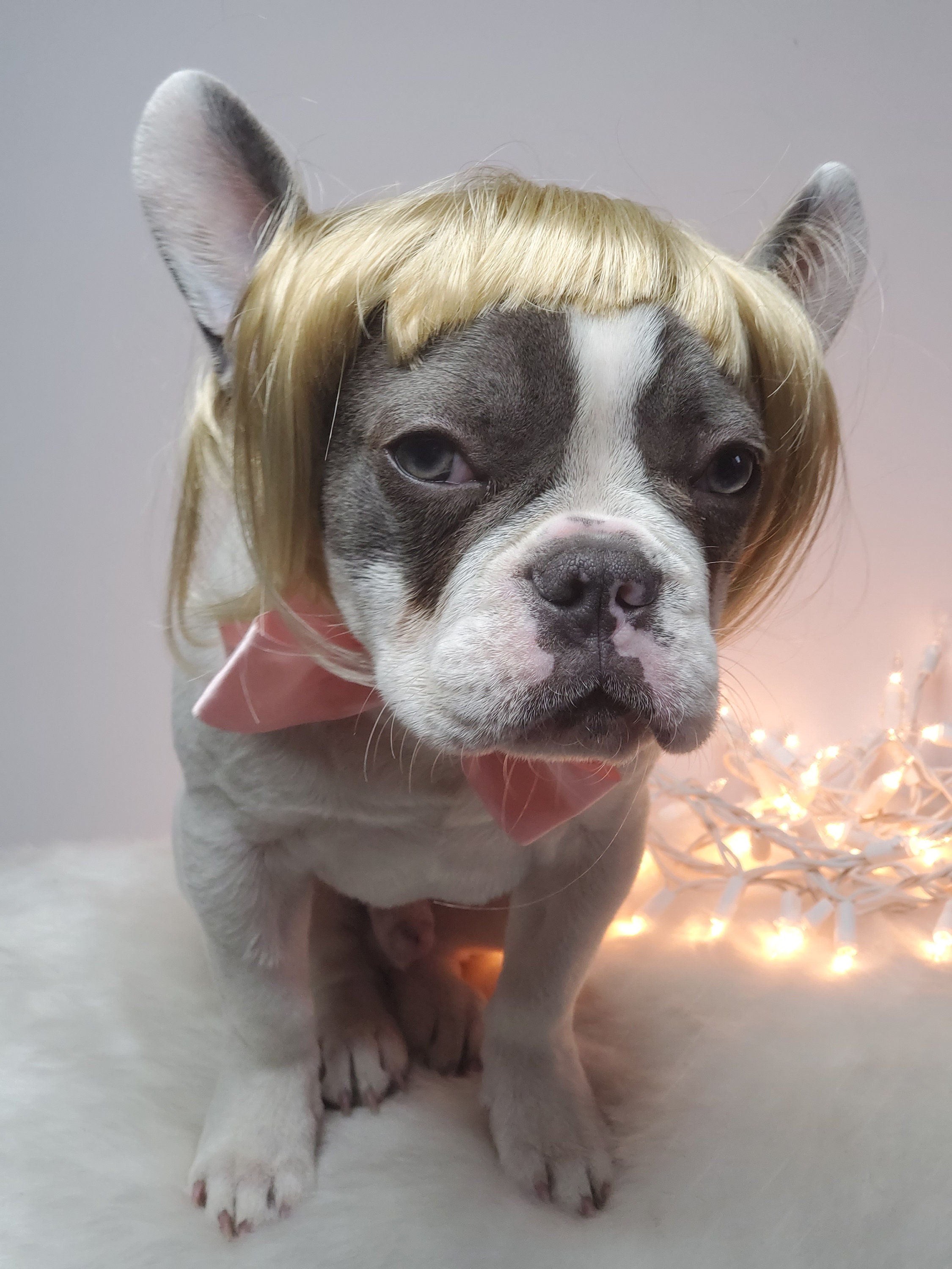 Cute Pet Wig /wig for Dog or Cat / Halloween Dog Wig / Costume - Etsy